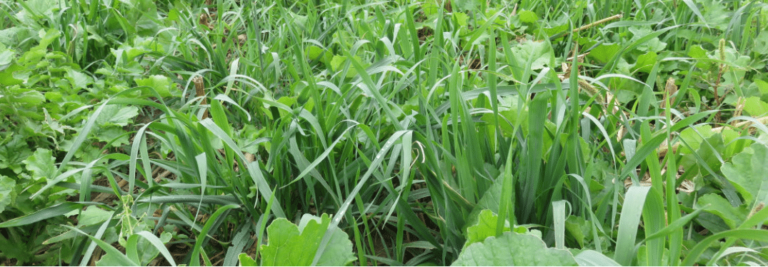 Brassicas – Midwest Cover Crops Council